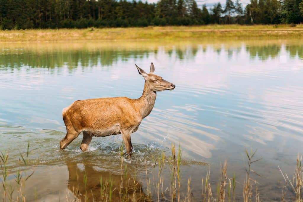 Urban Deer Control Program (UDCP) | Bow Hunters of Alabama